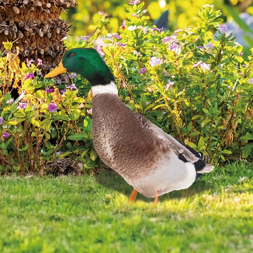 Outdoor Duck Decoration – Verniershop